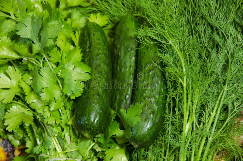 Cucumbers, Coriander, Dill. Stock Image - Image of healthy, cilantro ...