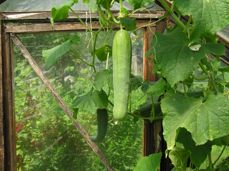 Cucumbers stock image. Image of farming, hobby, hotbed - 256009341