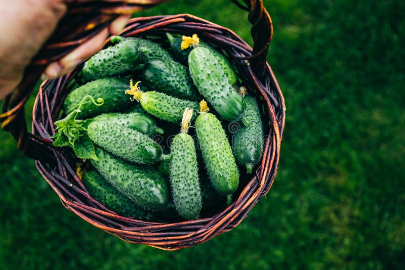 Cucumbers.Fresh Harvest Organic Cucumbers in Basket Stock Image - Image ...