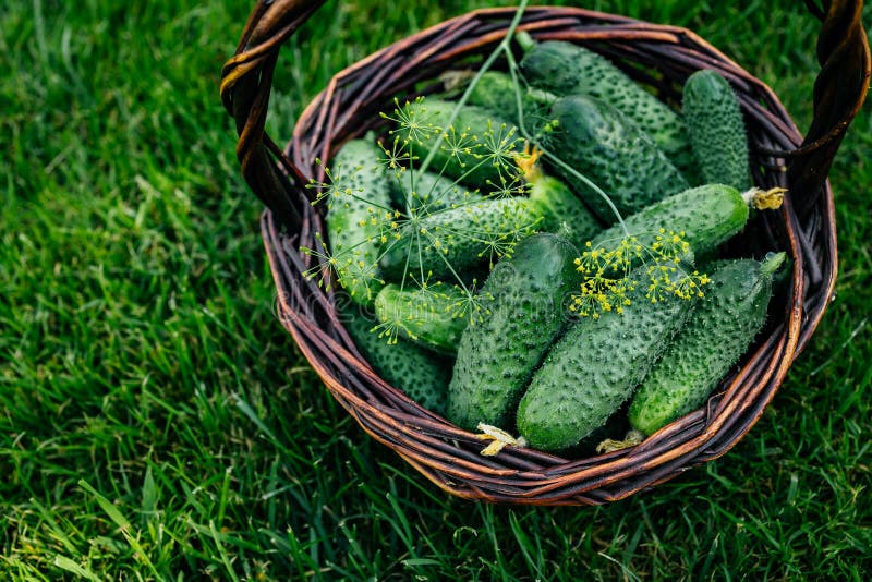 Cucumbers.Fresh Harvest Organic Cucumbers in Basket Stock Image - Image ...