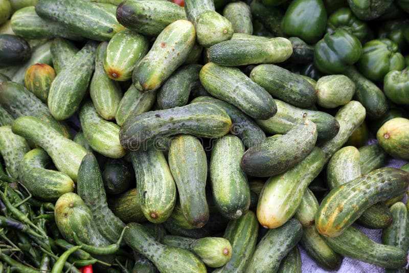 Indian Cucumbers At Vegetable Market. India Stock Image - Image of ...