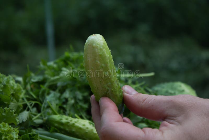 Cucumbers from the garden stock image. Image of bunch - 57374797