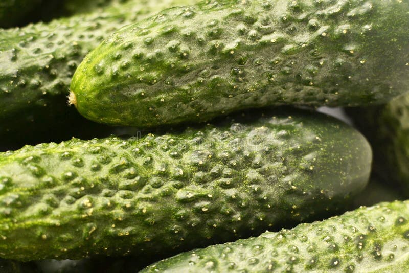 Green Prickly Cucumber Texture Background Close Up Stock Photo - Image ...