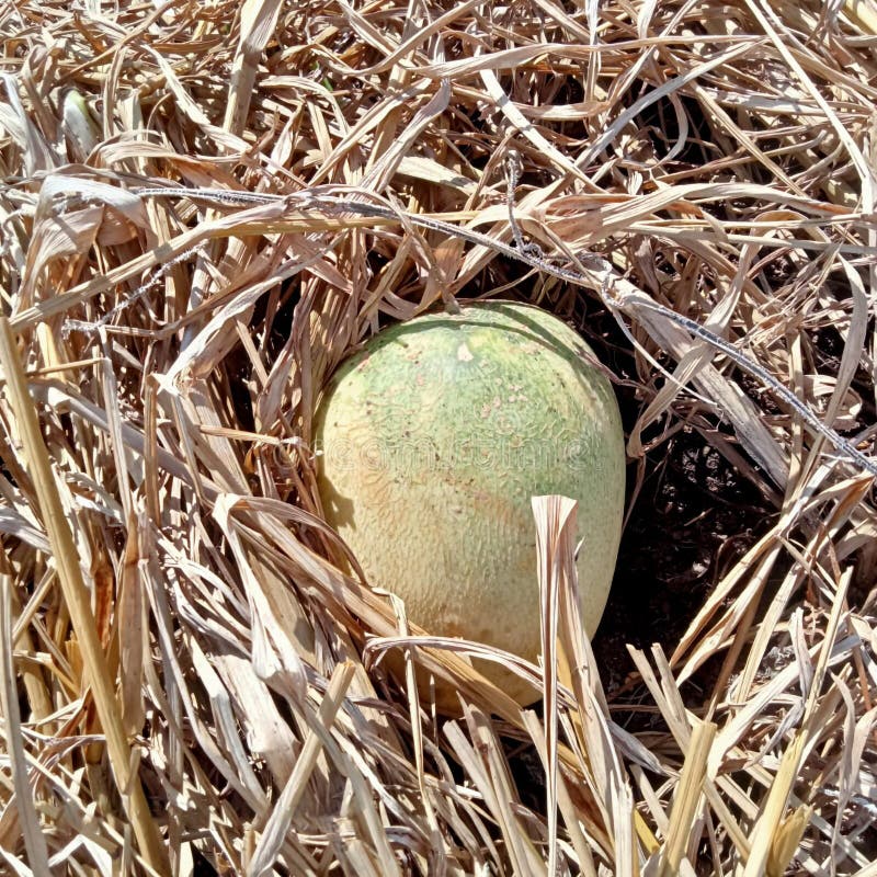 Cucumbers Grow Fruit in a Pile of Rice Straw, Cucumber, Image Cucuber ...