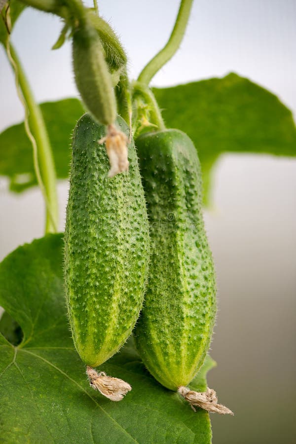 Cucumbers growing stock image. Image of flora, botany - 22493809