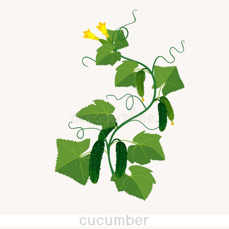 Cucumbers growing on vines stock vector. Illustration of floral - 72926644