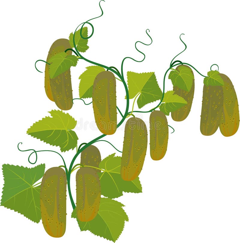 Cucumbers growing on vines stock vector. Illustration of gardening ...