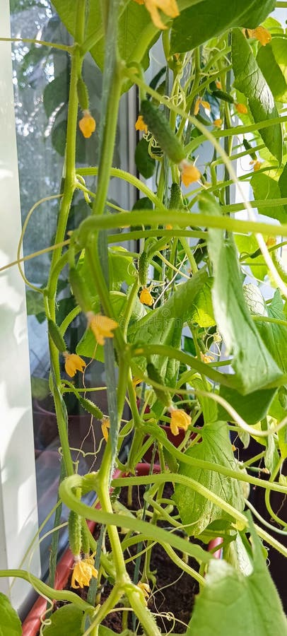Cucumbers Grown on the Balcony Stock Image - Image of vitamin, harvest ...