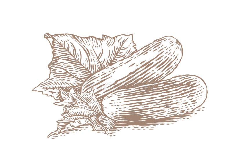 Cucumbers with Leaves and Flower Stock Vector - Illustration of ...