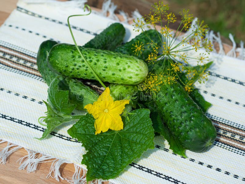 Cucumbers with Leaves on Wooden Table Stock Image - Image of ...