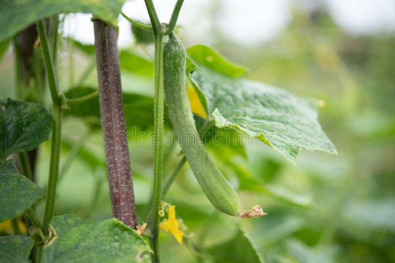 Cucumbers in the Open Garden Stock Image - Image of outside ...
