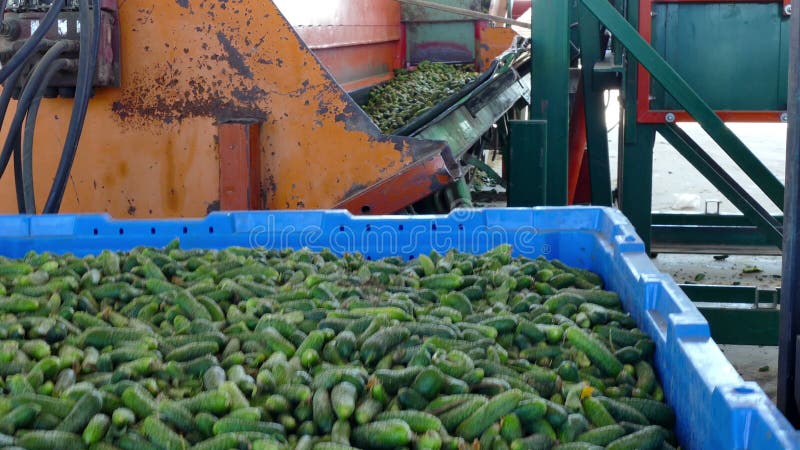 Cucumbers in the Processing Plant Stock Video - Video of business ...