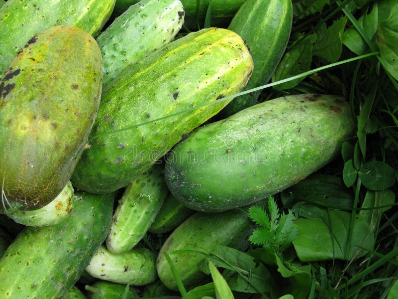 Cucumbers stock image. Image of objects, crop, nature - 67903999
