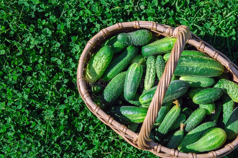 Cucumbers in a Wicker Basket on Green Grass Stock Image - Image of ...