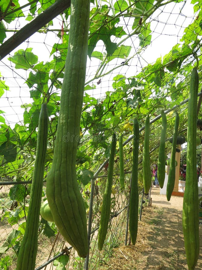 Trichosanthes Cucucumerina Es Una Vid Tropical O Subtropical. Su ...