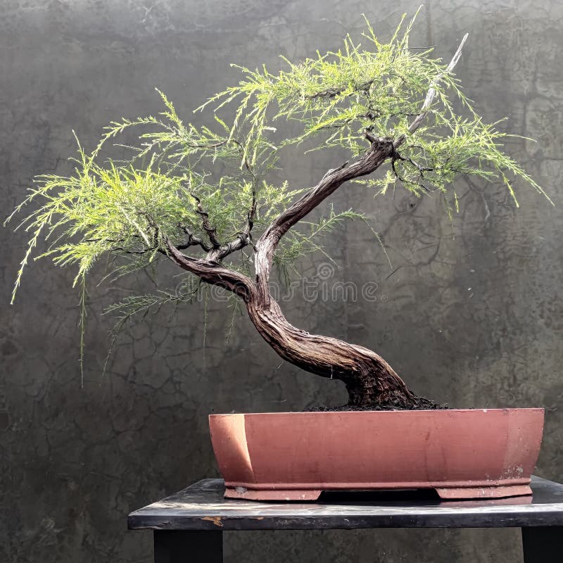 Cucur Atap Bonsai Old Nature Elegant Special Stock Photo - Image of ...