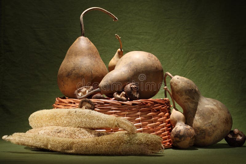 Cucurbit stock photo. Image of kraurosis, fructi, brown - 26300586