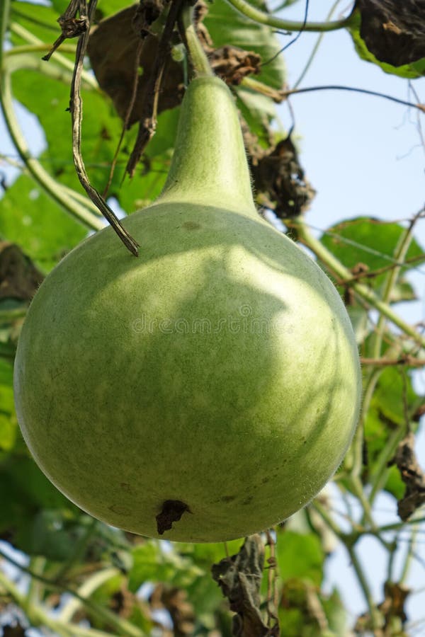 Cucurbit Growing in the Backyard Stock Photo - Image of zucchini ...