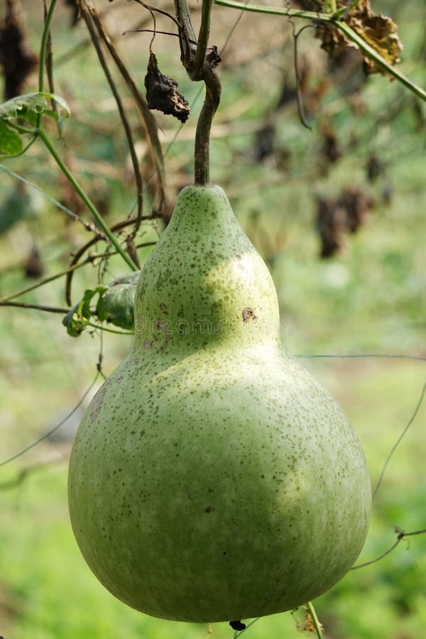 Cucurbit stock image. Image of field, grass, farmland - 35287865