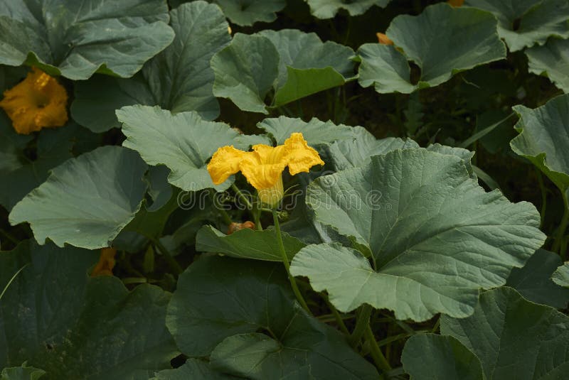 Cucurbita Maxima Plantation Stock Photo - Image of ingredient, food ...