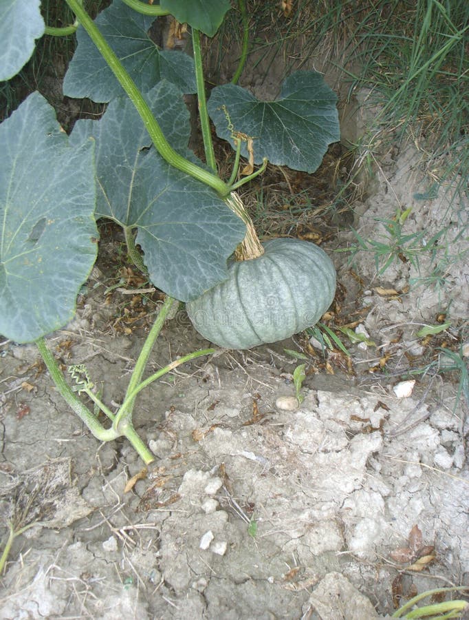 Cucurbita Stock Images - Download 11,706 Royalty Free Photos