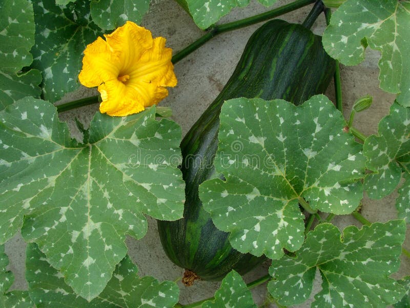 Cucurbita moschata stock image. Image of nature, garden - 20435669