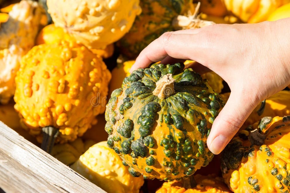 Cucurbita pepo stock photo. Image of botany, individually - 43060822