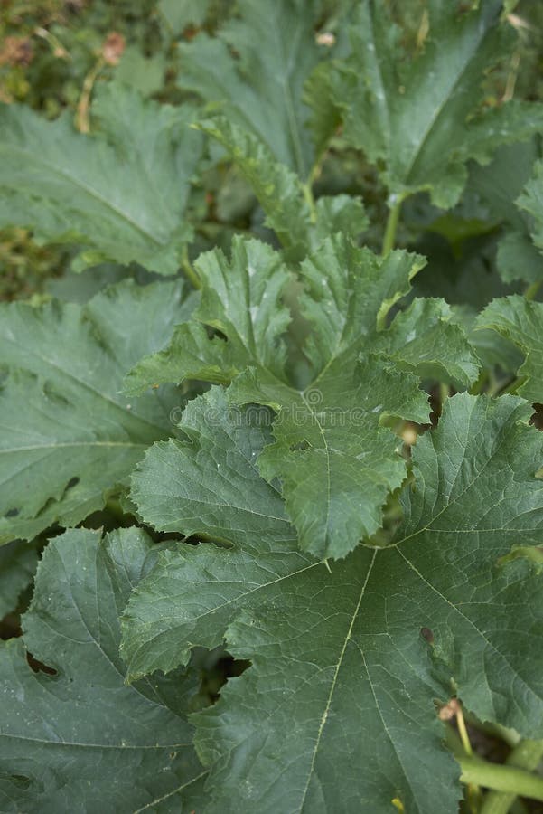 Cucurbita Pepo Leaves Close Up Stock Photo - Image of close, flower ...
