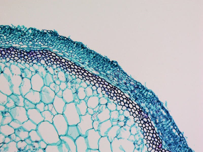 Cucurbita stem micrograph stock photo. Image of photomicrograph - 48450754