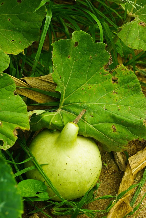 Cucurbitaceae stock image. Image of fruit, rural, green - 14830861