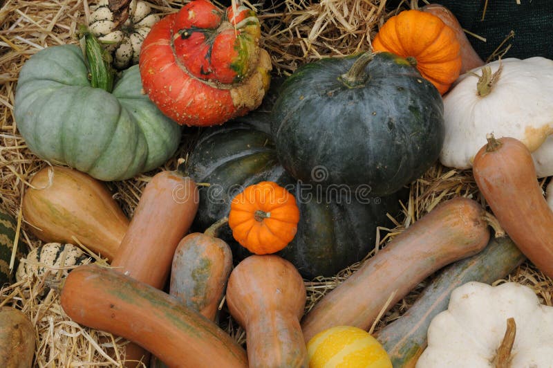Cucurbitaceae stock image. Image of organic, cultivate - 21809531