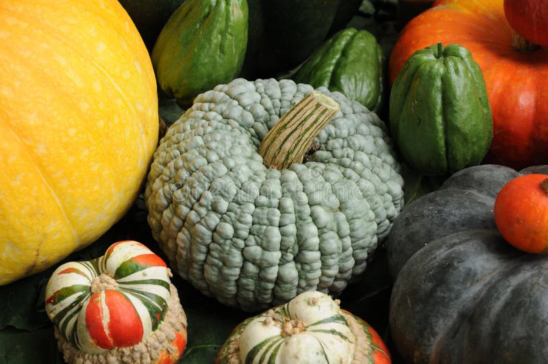 Cucurbitaceae obraz stock. Obraz złożonej z kultywuje - 21809531