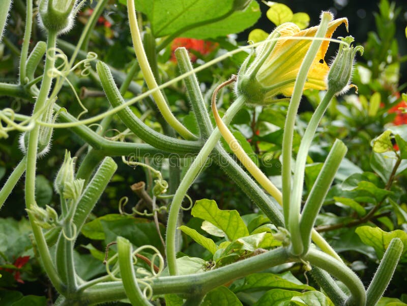 Cucurbits flower stock photo. Image of fruit, cucumber - 98371422