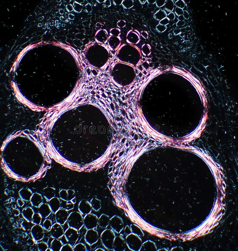 Cucurbits Stem C.S detail stock photo. Image of enlarging - 49594420