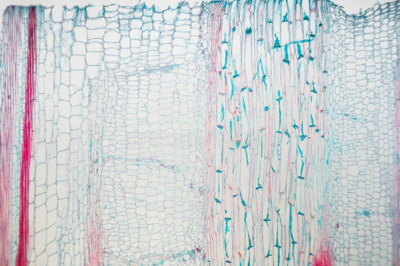 Cucurbits Stem- Cell Microscopic Stock Photo - Image of light, botany ...