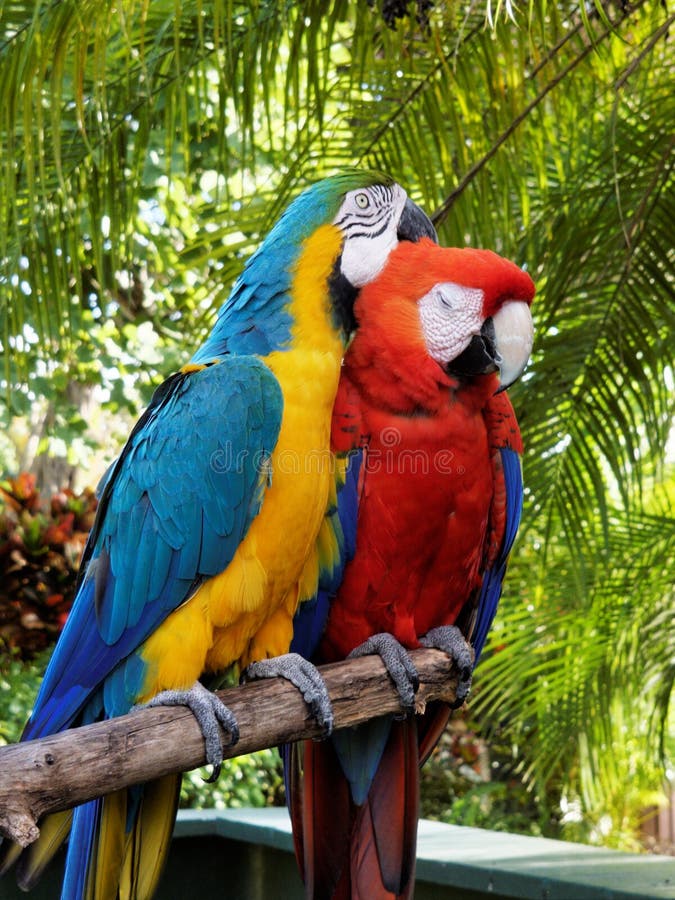 Cuddle stock photo. Image of avian, bird, perch, feather - 36185670