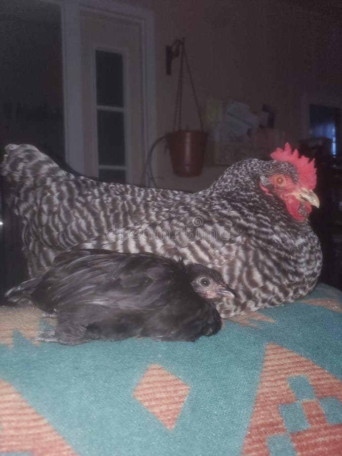 Cuddle buddy stock photo. Image of cuddles, buddy, small - 235103202