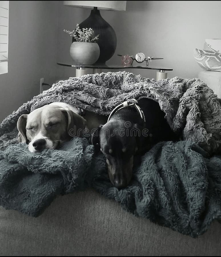 Cuddle Buds stock photo. Image of dreaming, cuddle, buds - 43493332