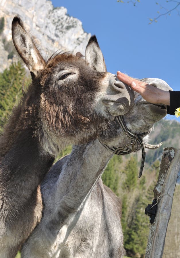 Donkey Love To Give Hugs