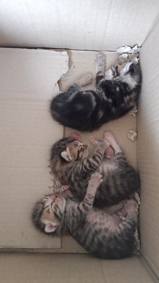 Cuddle stock photo. Image of textile, black, three, nose - 223416792