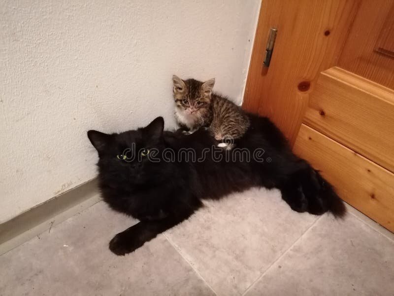 Cuddle Time for Baby Cat and Big Brother Stock Image - Image of time ...