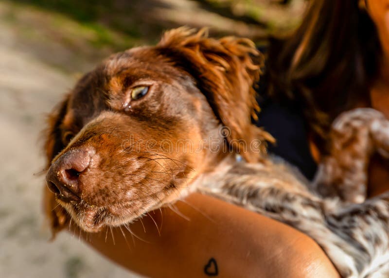 Cuddle Time - Beagle - Galicia Stock Photo - Image of beach, epagneul ...