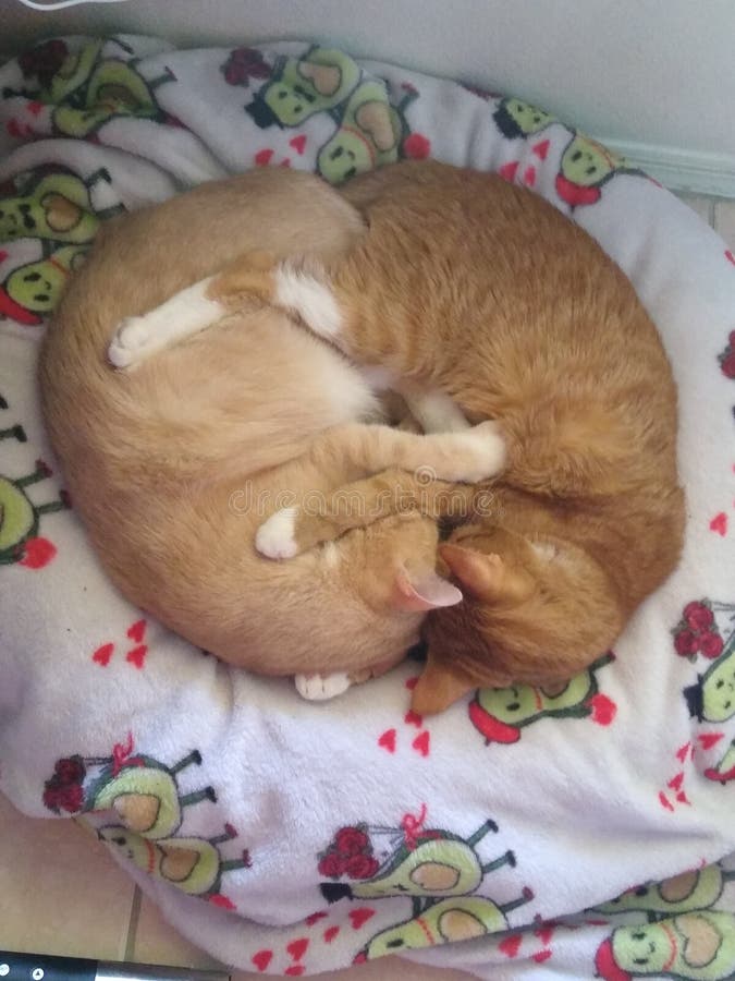 Cuddle Time Stock Illustrations – 601 Cuddle Time Stock Illustrations ...