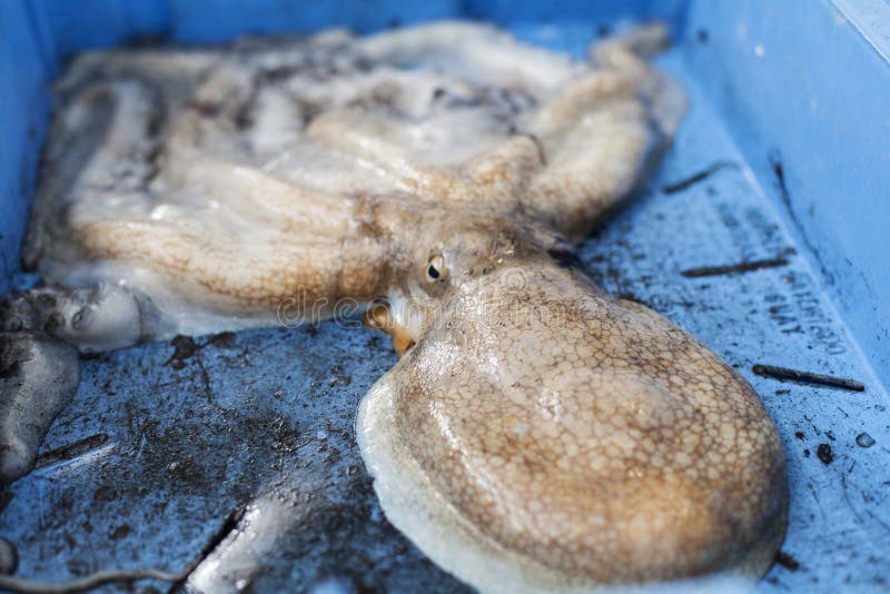 Big Cuttlefish Waiting for the Fish Auction Stock Photo - Image of ...