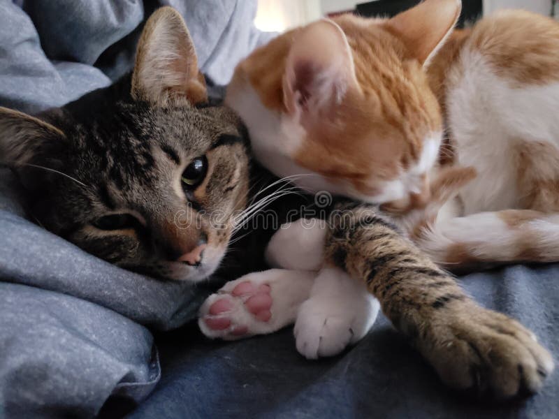 Cats Cuddling stock photo. Image of mushes, cats, adorable - 139032902