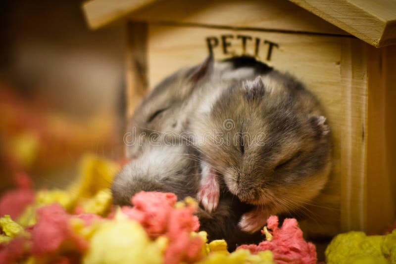 Chomiki mali zdjęcie stock. Obraz złożonej z głodny, kolor - 12062982