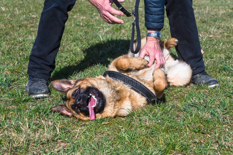 Cuddling a dog stock photo. Image of dogs, caress, canoodle - 88747106