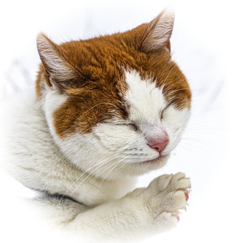 A Cuddling Kitten in the Snow. Stock Photo - Image of cuddling, snow ...