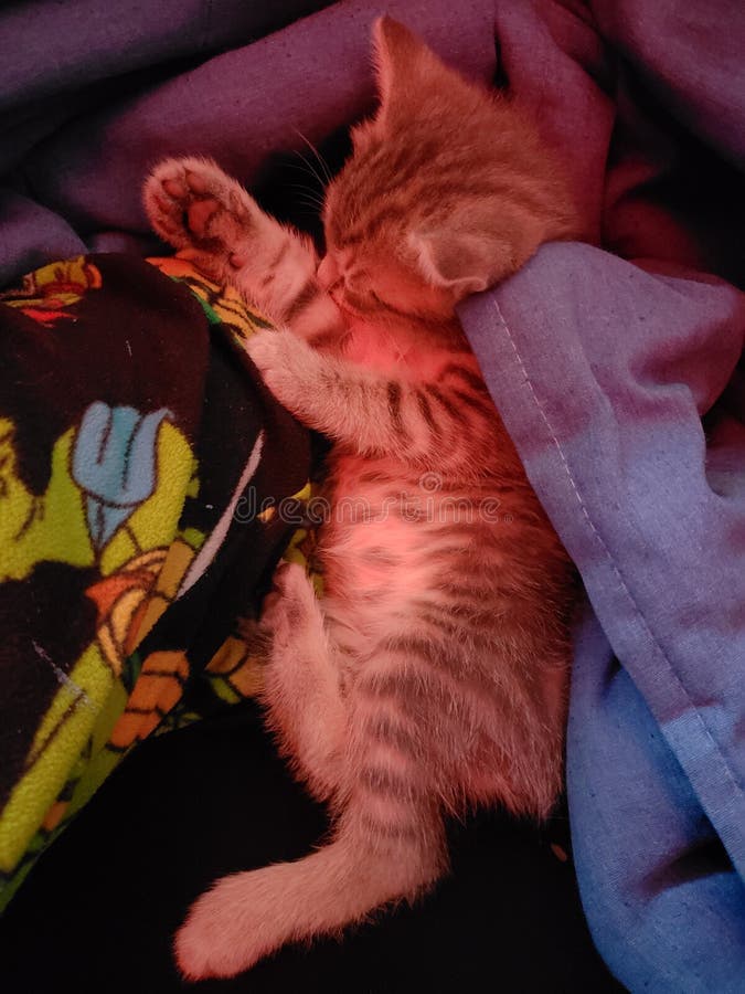 Cuddling Kitty stock image. Image of kitty, grey, cuddling - 129894161