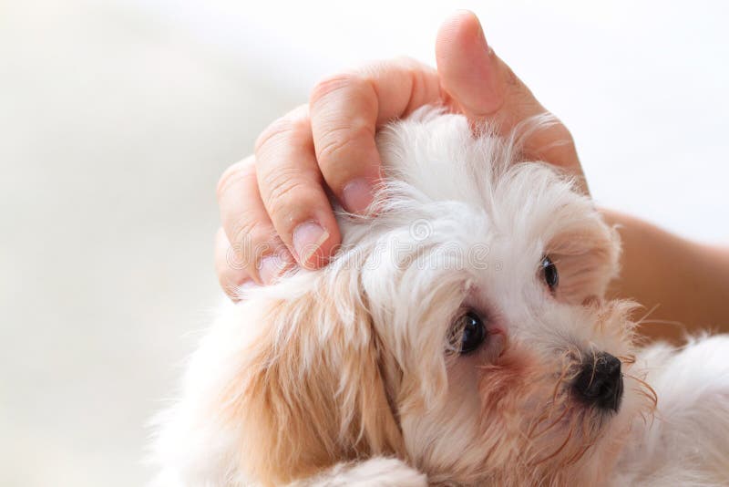 Cuddling pet dog stock image. Image of love, white, lifestyle - 29225213